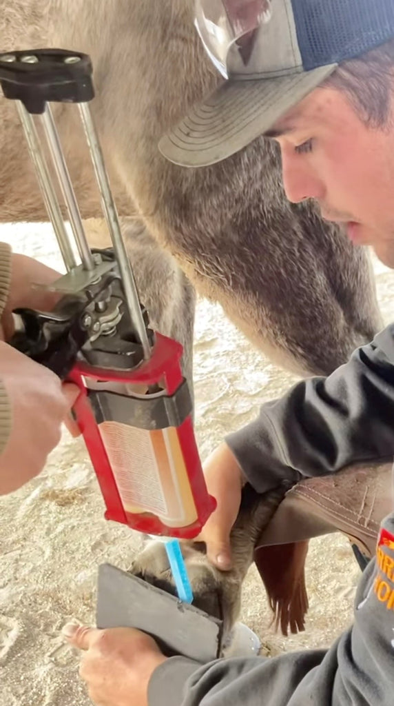 HOOF-LIFE® Urethane Shoe Adhesive & Hoof Support – Victory Racing Plate ...